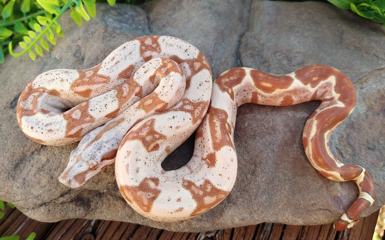 Purple Paraglow Boa Constrictor by Victor La Luz Reptiles - MorphMarket