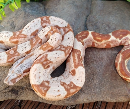 Paraglow Boa Constrictor by Victor La Luz Reptiles - MorphMarket