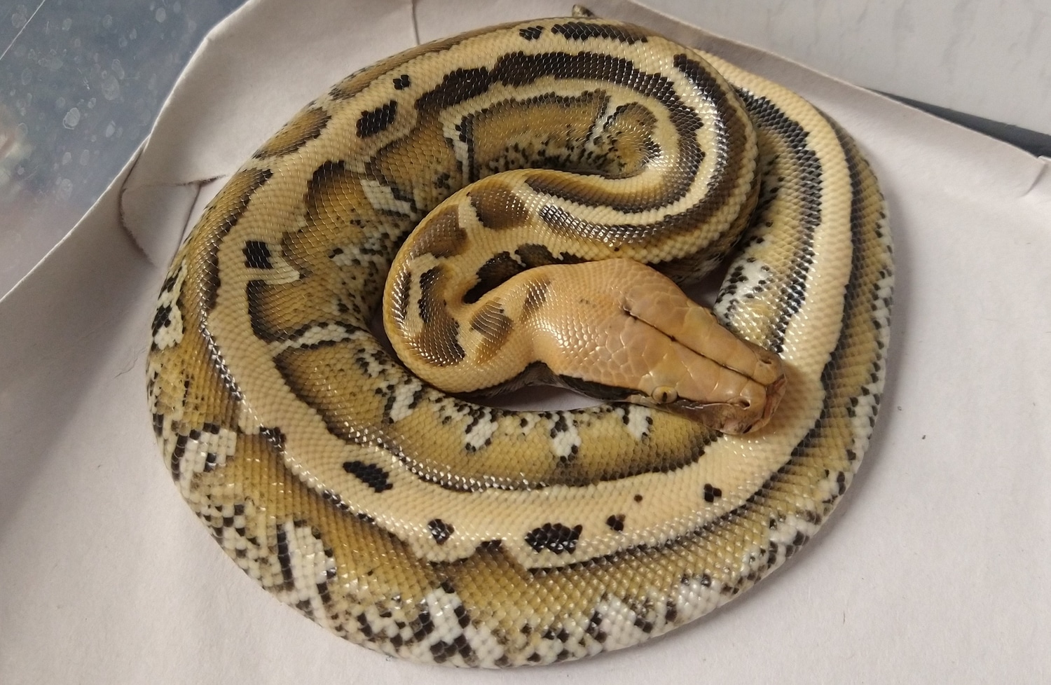 Borneo Short-tailed Python by Victor La Luz Reptiles - MorphMarket