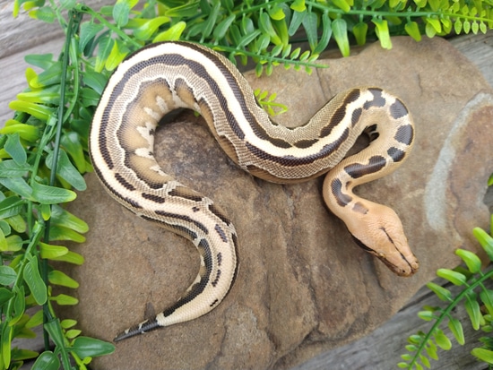 Genetic Stripe Borneo Short-Tailed Python by Victor La Luz Reptiles