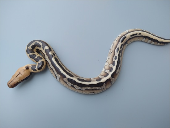 Free ️ Genetic Stripe Borneo Short-Tailed Python by Victor La Luz Reptiles