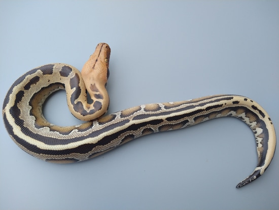 Genetic Stripe Borneo Short-Tailed Python by Victor La Luz Reptiles