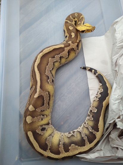 Proven Genetic Stripe Borneo Short-Tailed Python by Victor La Luz Reptiles