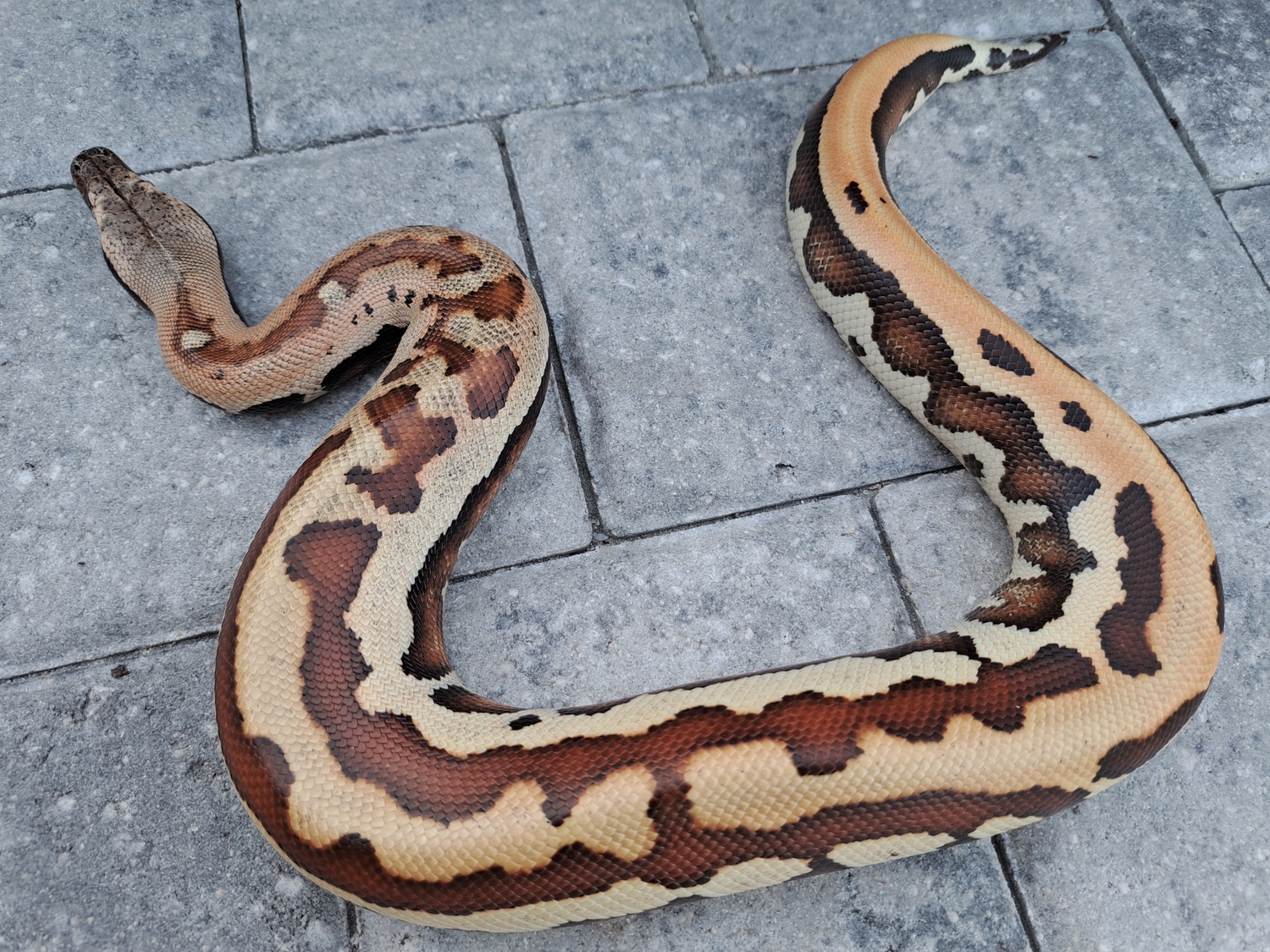 Goldeneye Blood Python by Victor La Luz Reptiles - MorphMarket