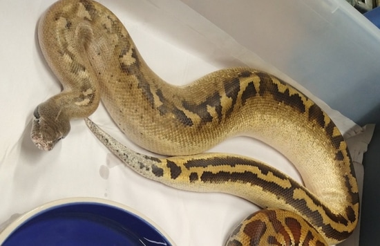 Ivory Het T-Negative Blood Python by Victor La Luz Reptiles