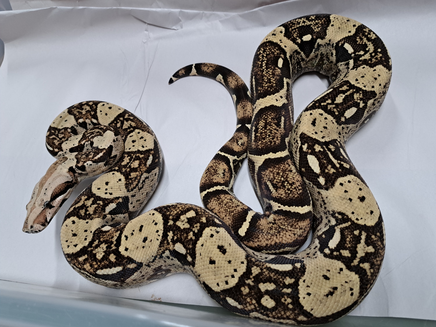 Proven Paradigm Boa Constrictor by Victor La Luz Reptiles - MorphMarket