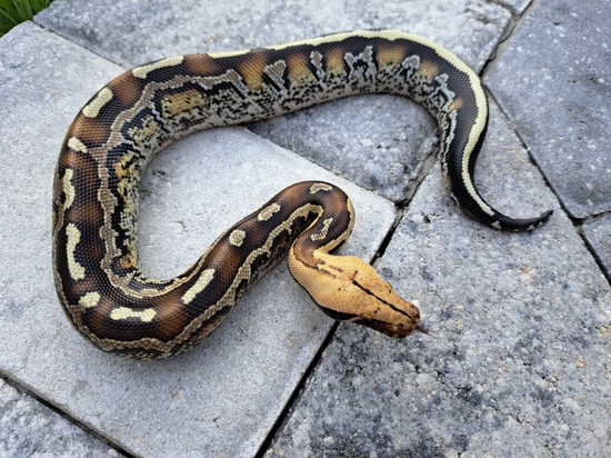 Free ️ Genetic Stripe Borneo Short-Tailed Python by Victor La Luz Reptiles