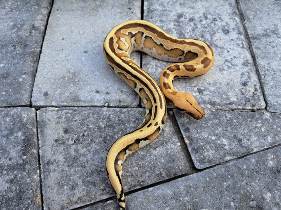 Free ️ Genetic Stripe Borneo Short-Tailed Python by Victor La Luz Reptiles