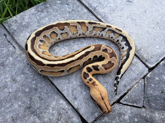 Free ️ Genetic Stripe Borneo Short-Tailed Python by Victor La Luz Reptiles
