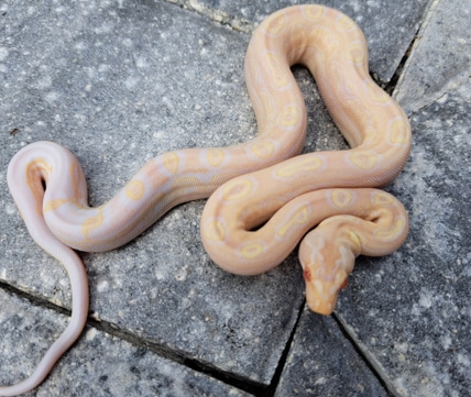 Sharp Motley Purple Pastel Boa Constrictor by Victor La Luz Reptiles ...