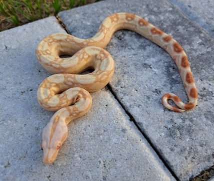 Sharp Albino Boa Constrictor by Victor La Luz Reptiles - MorphMarket