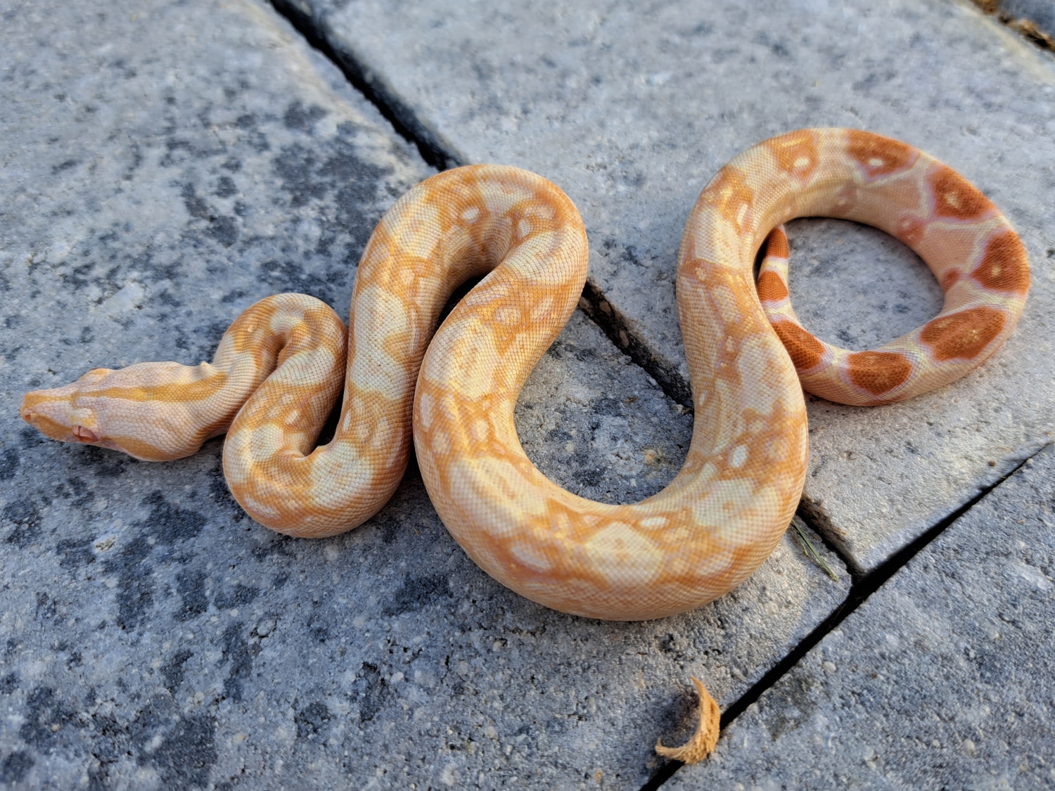 Sharp Albino Boa Constrictor by Victor La Luz Reptiles - MorphMarket