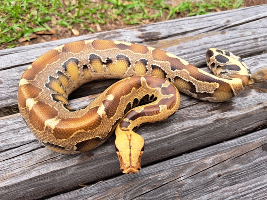 Free ️ Borneo Borneo Short-Tailed Python by Victor La Luz Reptiles