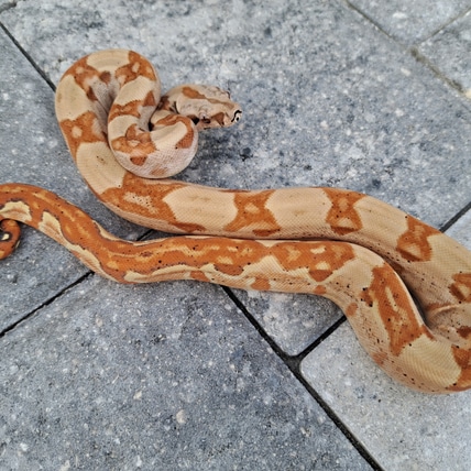 Purple Paraglow Boa Constrictor by Victor La Luz Reptiles - MorphMarket