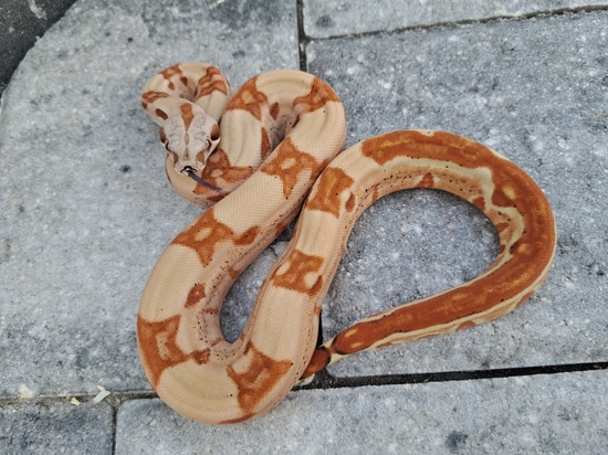 Paraglow ️ Included Boa Constrictor by Victor La Luz Reptiles