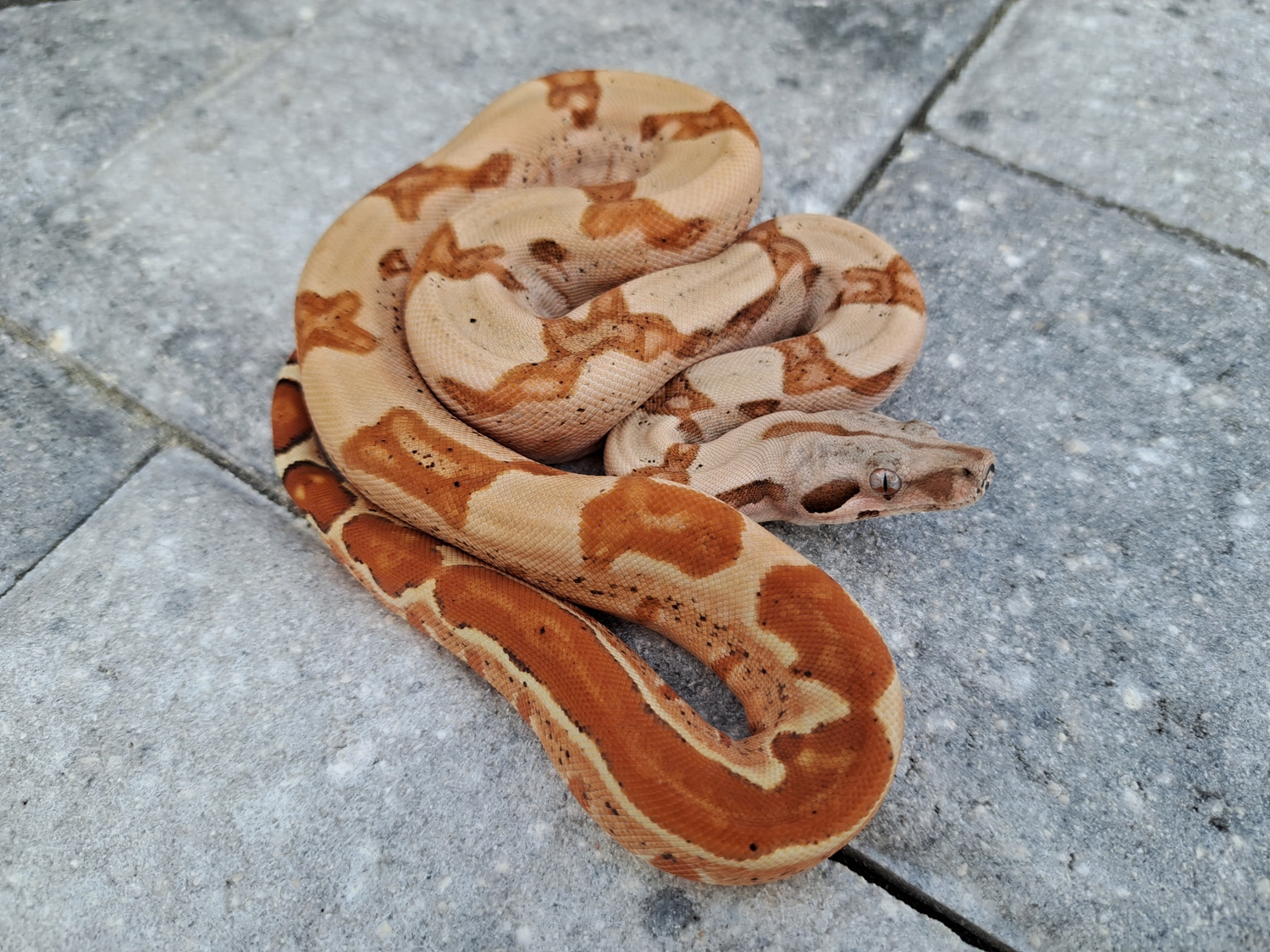 Paraglow ️ Included Boa Constrictor by Victor La Luz Reptiles - MorphMarket
