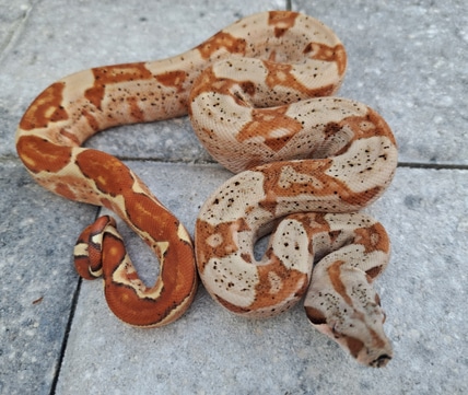 Sharp Motley Purple Pastel Boa Constrictor by Victor La Luz Reptiles ...