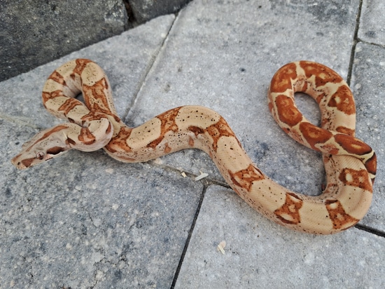 Paraglow ️ Included Boa Constrictor by Victor La Luz Reptiles