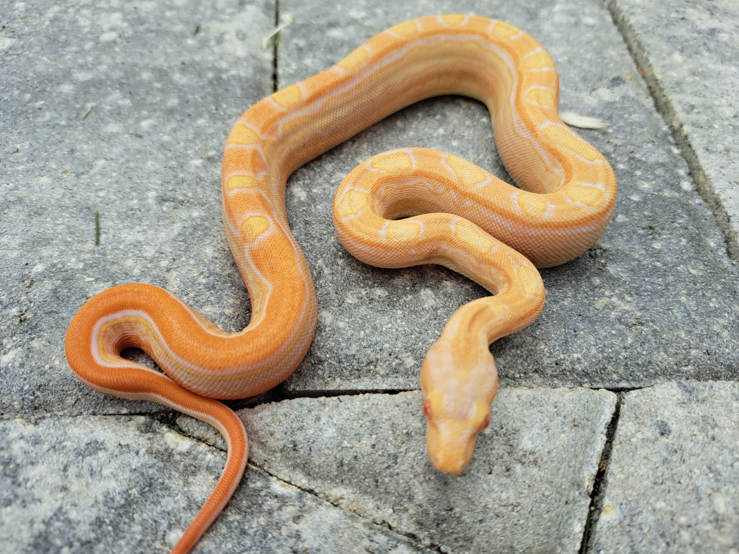 Sharp Motley Purple Pastel Boa Constrictor by Victor La Luz Reptiles ...