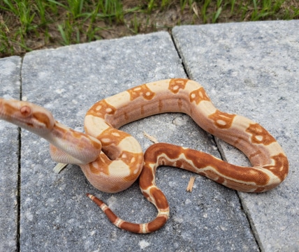 Sharp Motley Purple Pastel Boa Constrictor by Victor La Luz Reptiles ...
