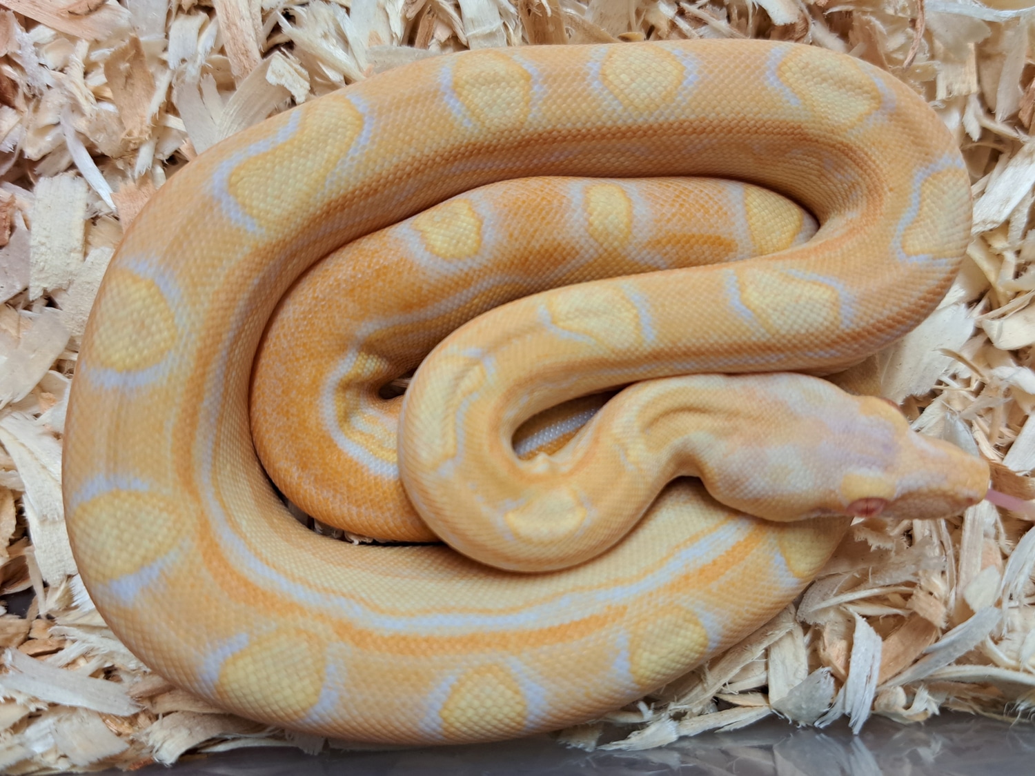 Sharp Motley Purple Pastel Boa Constrictor by Victor La Luz Reptiles ...