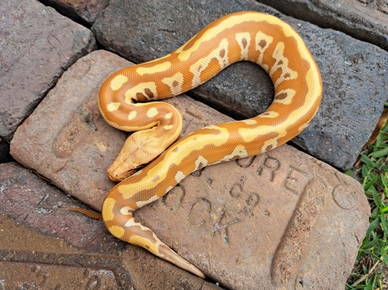 T+Albino Blood Python by Victor La Luz Reptiles