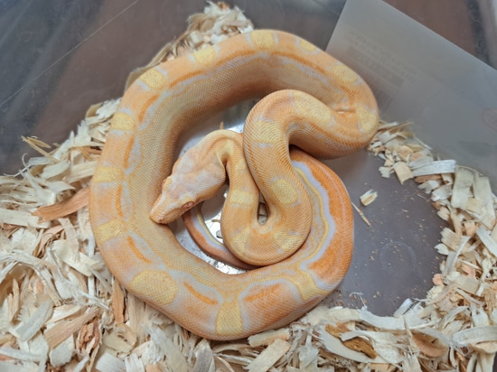 Sharp Motley Purple Pastel Boa Constrictor by Victor La Luz Reptiles