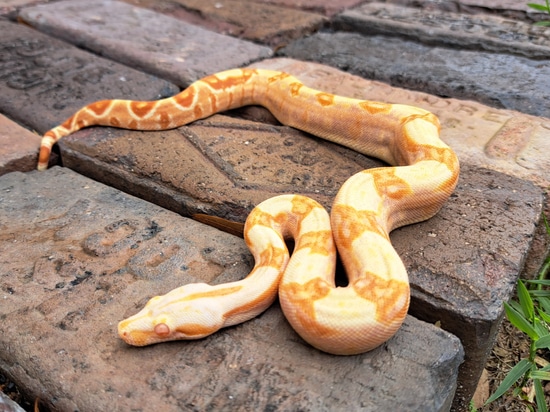 Sharp Sunglow Purple Pastel Boa Constrictor by Victor La Luz Reptiles