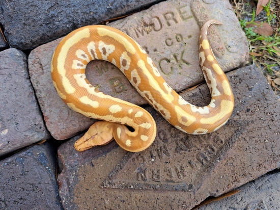 T+Albino Stripe Blood Python by Victor La Luz Reptiles