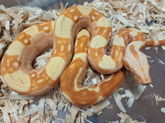 Purple Sharp Sunglow Boa Constrictor by Victor La Luz Reptiles