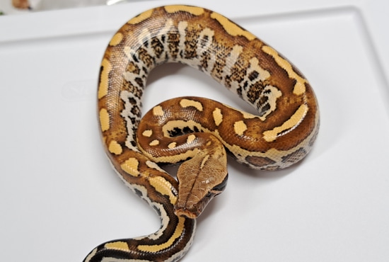 Matrix Blood Python by Victor La Luz Reptiles