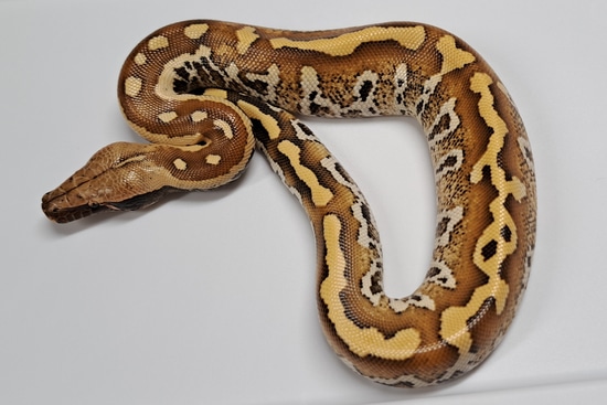 Matrix Blood Python by Victor La Luz Reptiles