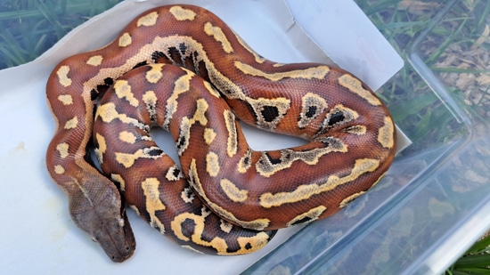 Normal (Kinked Tail) Blood Python by Victor La Luz Reptiles