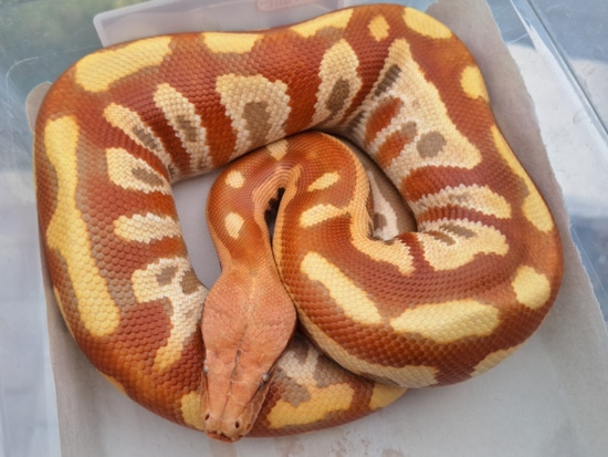 T+Albino Blood Python by Victor La Luz Reptiles