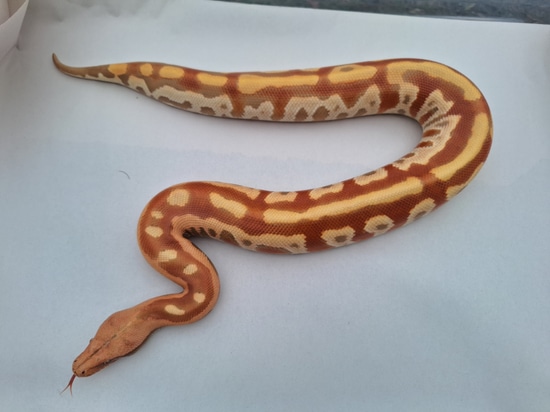 T+Albino Stripe Blood Python by Victor La Luz Reptiles