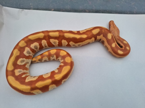 T+Albino Blood Python by Victor La Luz Reptiles