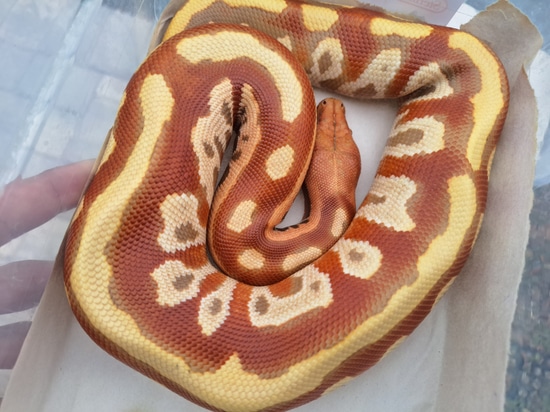 T+Albino Stripe Blood Python by Victor La Luz Reptiles