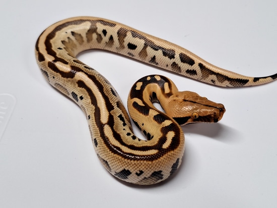Ultra Borneo Short-Tailed Python by Victor La Luz Reptiles