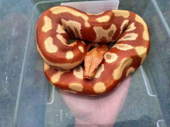 T+Albino Blood Python by Victor La Luz Reptiles