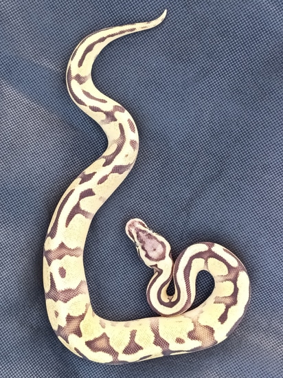 Firefly Enchi Poss Het Candy Ball Python by Pramuk Reptiles