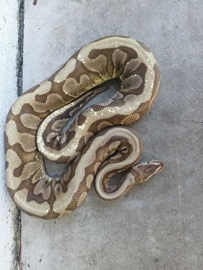 HGW Fire Ball Python by Pramuk Reptiles