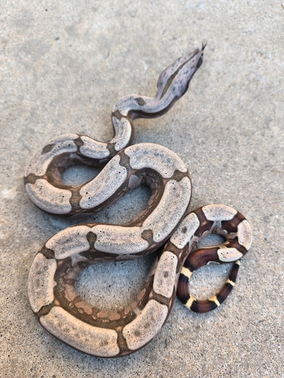 South Brazilian Amarali German Lineage (Stockl) Short-Tailed Boa ...