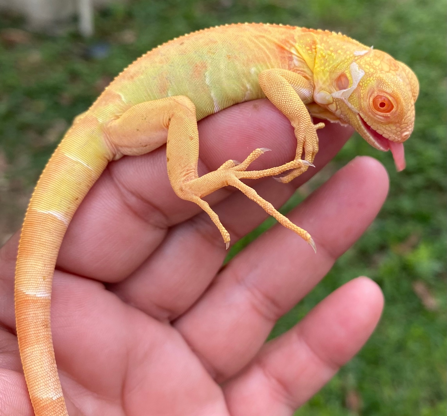 CS Super Crimson Other Iguana by Crutchfield Farms - MorphMarket