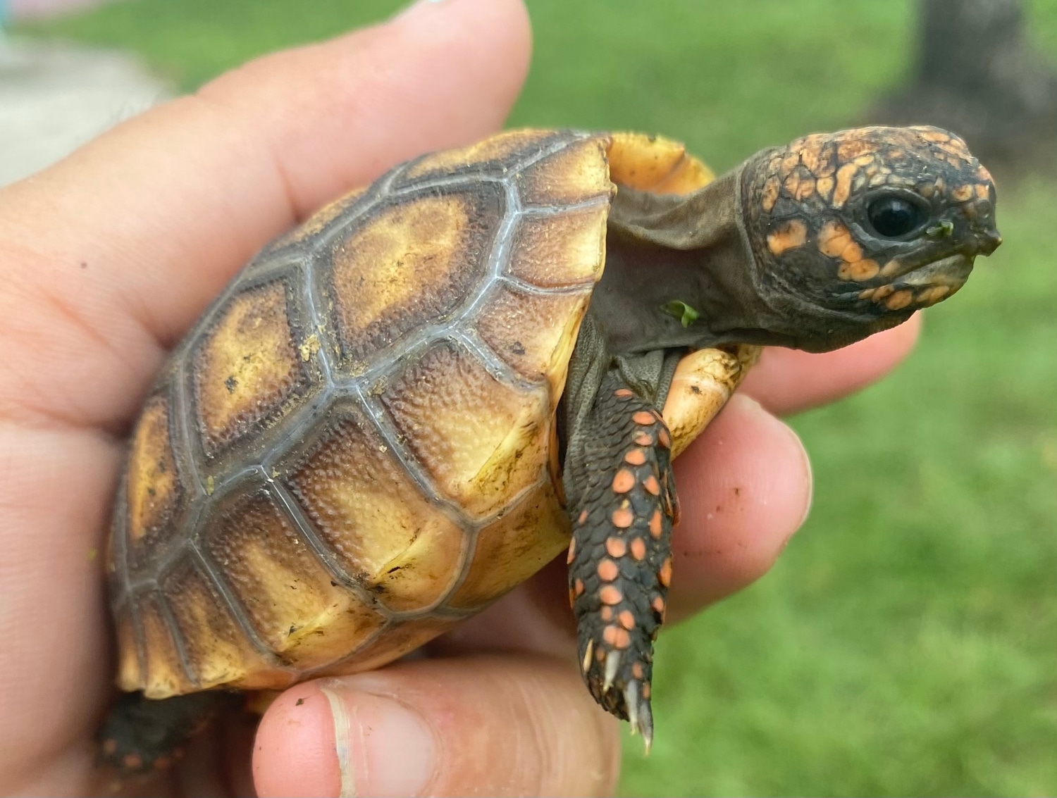 CBB Redfoot Tortoises Red-footed Tortoise by Crutchfield Farms ...