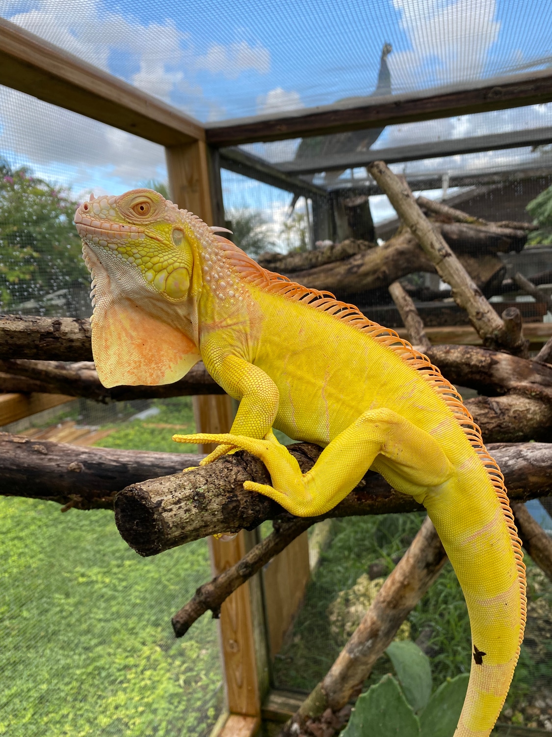 Crutchfield Strain Albino Iguana Central American Iguana by Crutchfield ...