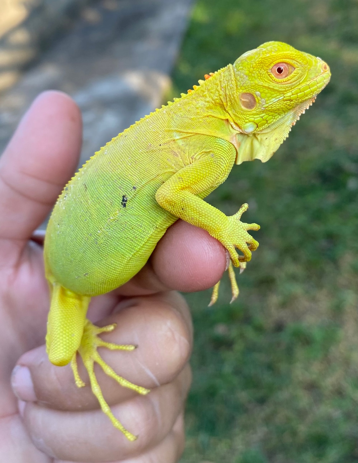 Crutchfield Strain Key Lime Albino Central American Iguana by ...