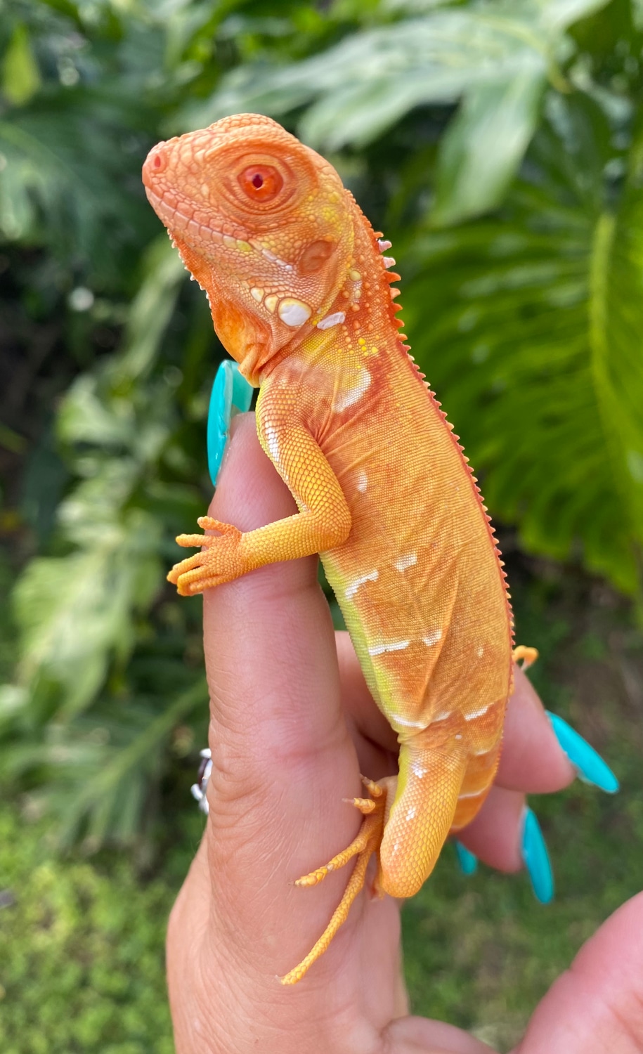 Last Crutchfield Super Crimson Central American Iguana by Crutchfield ...