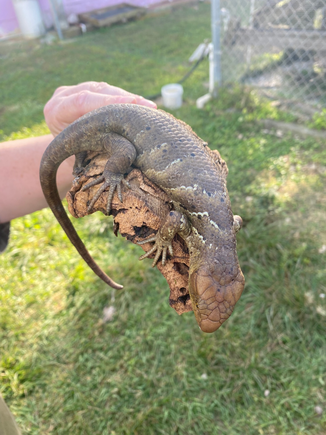 CB Monkey-tailed Skink by Crutchfield Farms - MorphMarket