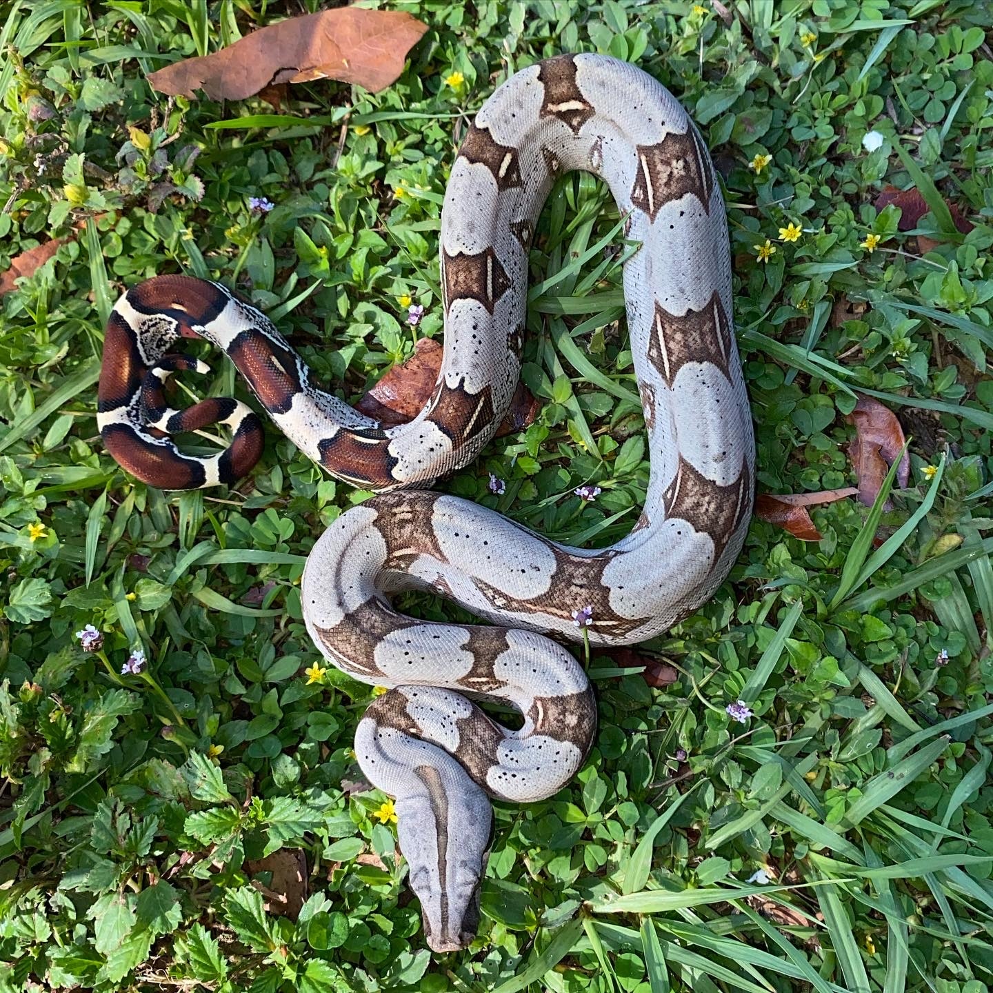 Peruvian Pair 🔥🔥 True Red-tailed Boa Constrictor by Crutchfield Farms ...