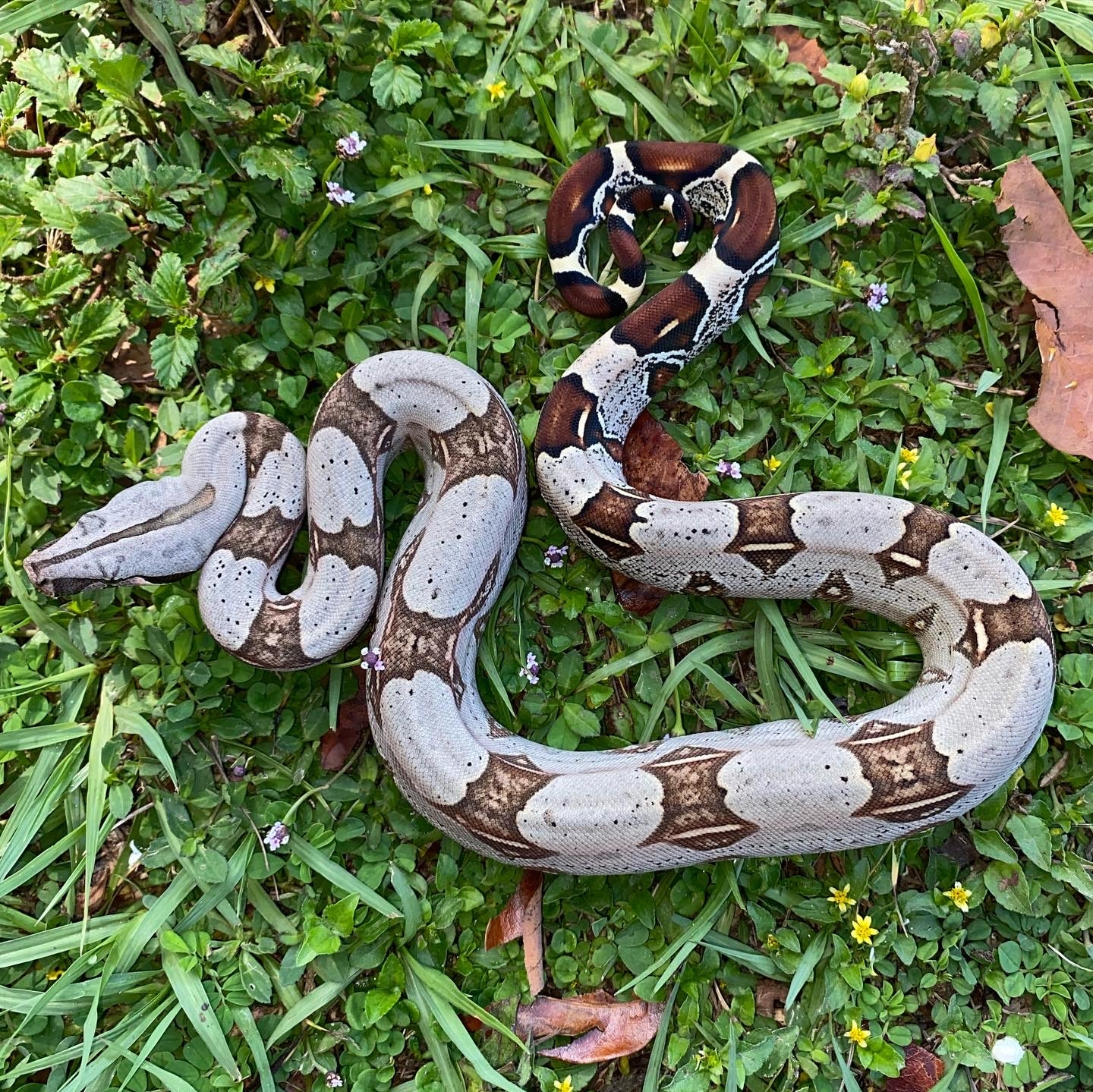 Peruvian Pair 🔥🔥 True Red-tailed Boa Constrictor by Crutchfield Farms ...